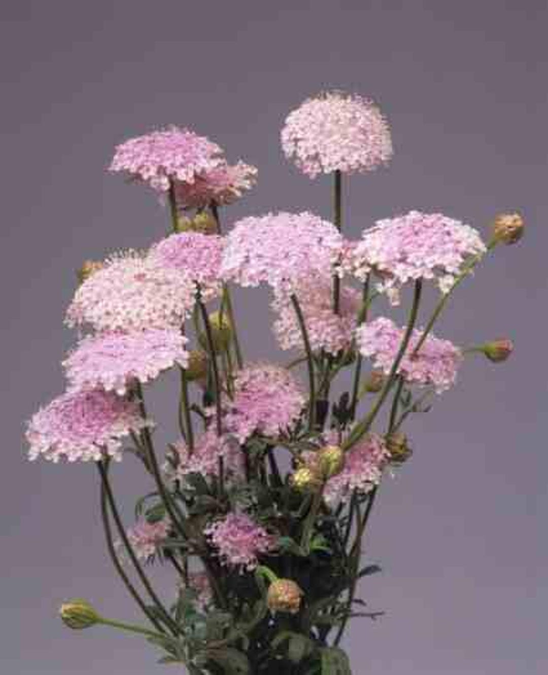 Lace Flower Pink (didiscus Lacy Pink) 30 Flower Seeds - Etsy