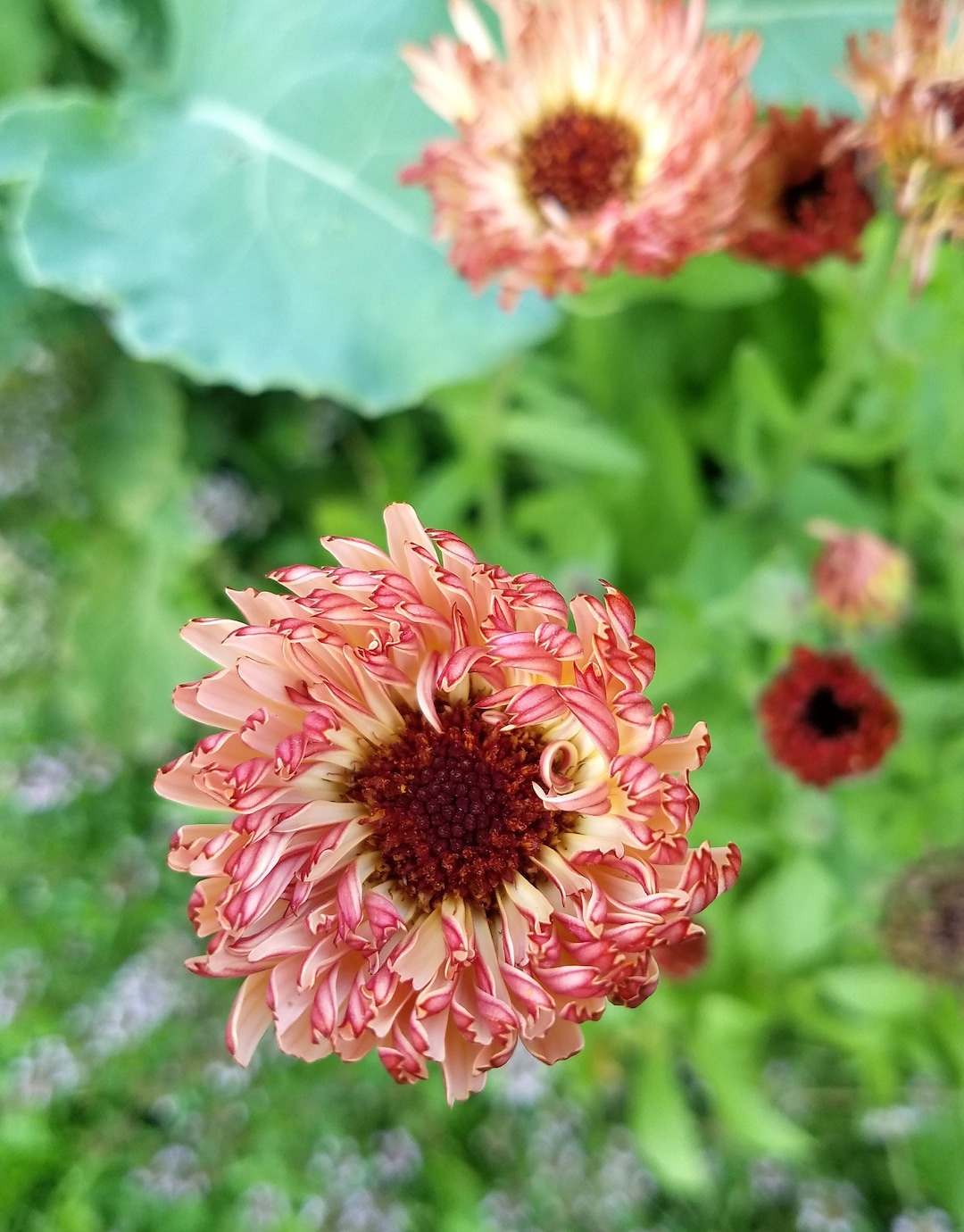 Calendula Sherbet Fizz calendula Officinalis 25 Flower Seeds - Etsy