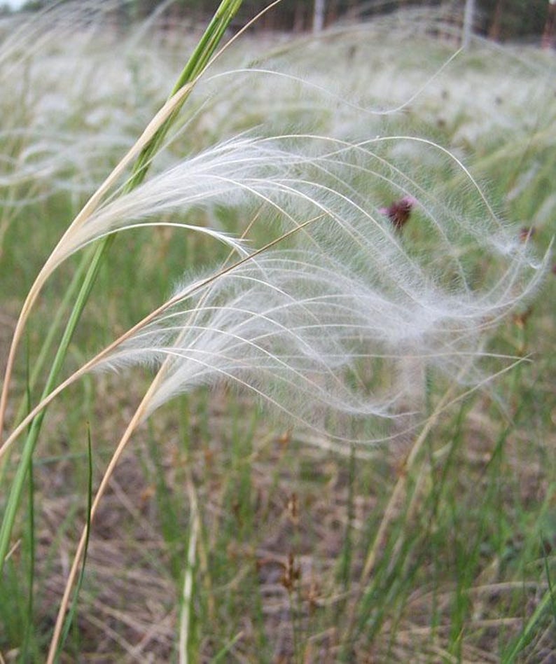 Stipa Tirsa (horsetail Feather Grass) 10 Ornamental Grass Seeds - Etsy