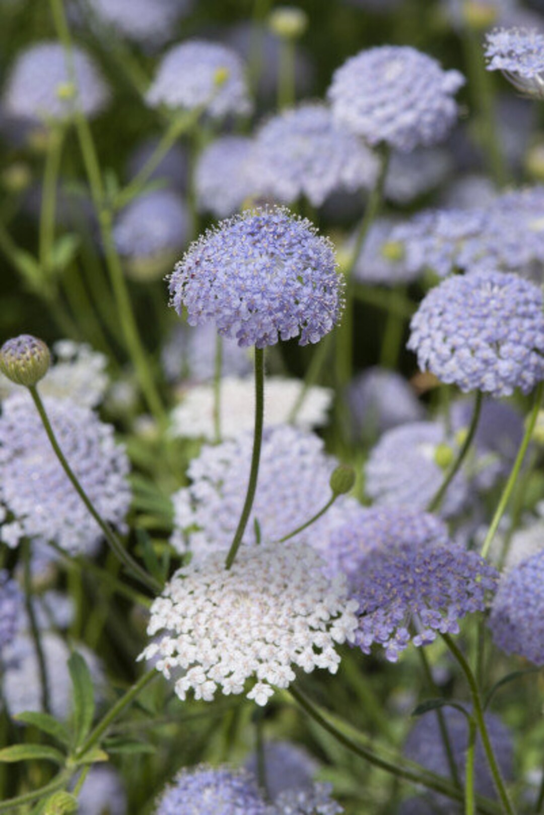 Blue Lace Flower (didiscus Caerulea Lacy Blue) 40 Flower Seeds - Etsy