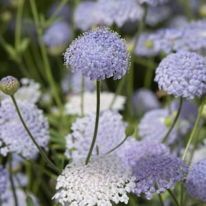 Blue Lace Flower (didiscus Caerulea Lacy Blue) 40 Flower Seeds - Etsy