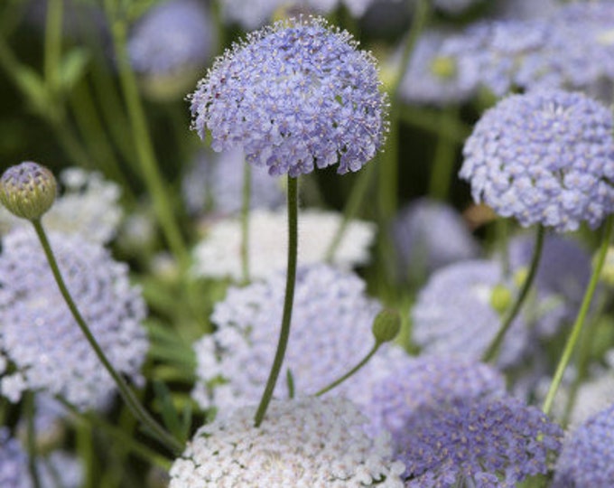Blue Lace Flower didiscus Caerulea Lacy Blue 20 Flower Seeds - Etsy