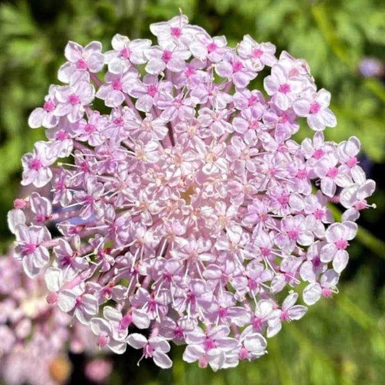 Lace Flower Pink (didiscus Lacy Pink) 30 Flower Seeds - Etsy