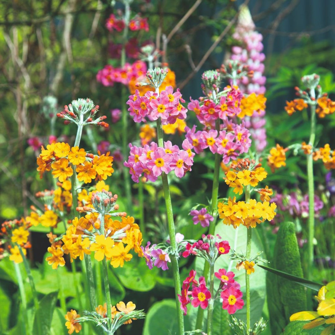 Primula Candelabra Hybrids Oriental Sunrise (inshriach) 35 Flower Seeds ...
