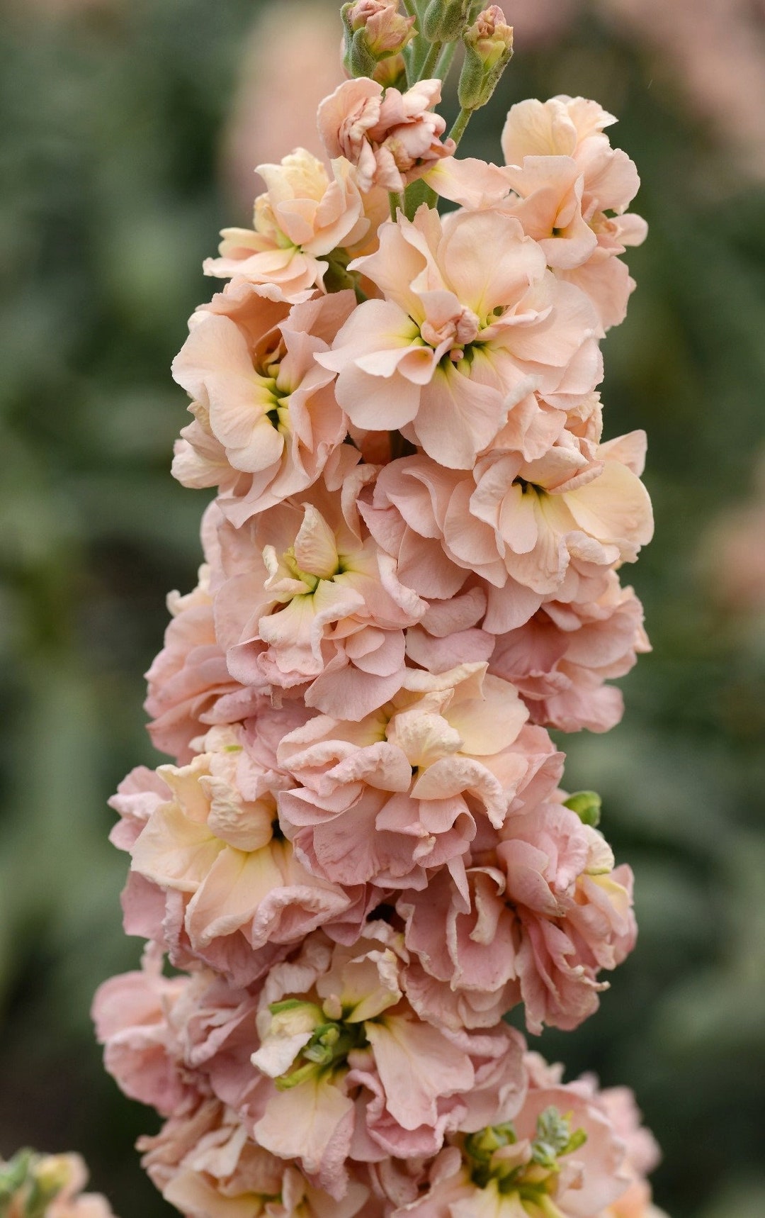 Stock Katz Apricot (matthiola Incana) 25 Flower Seeds - Etsy