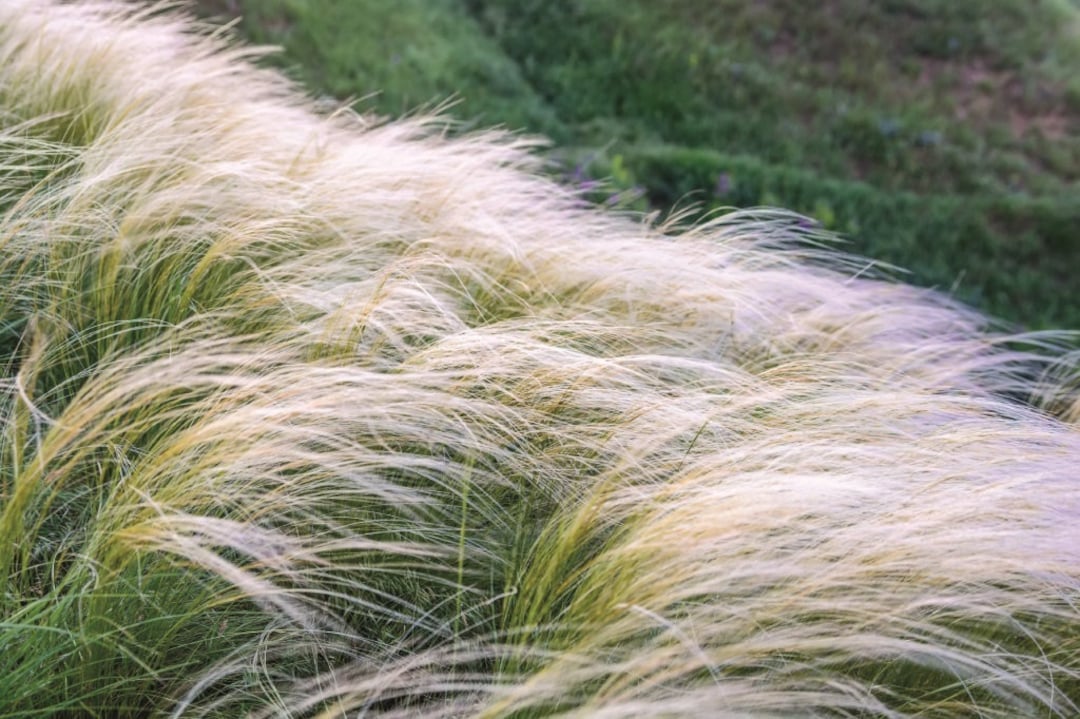 Stipa Tenuissima (mexican Feather Grass) 30 Ornamental Grass Seeds - Etsy