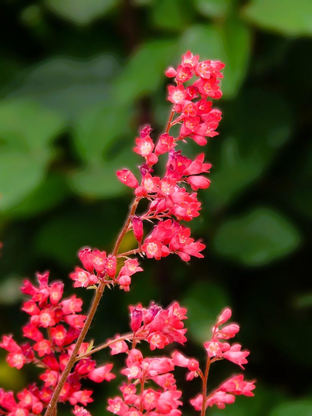 Coral Bells Firefly (heuchera Sanguinea) 50 Flower Seeds - Etsy
