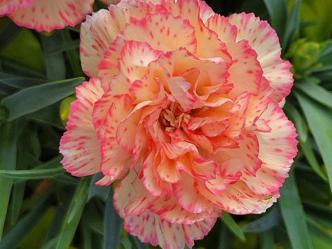 Carnation Chabaud Picotee Double Mix (30 Flower Seeds) - Etsy
