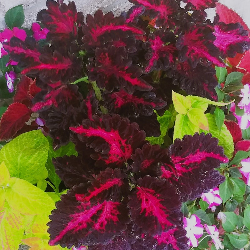 Black Purple Coelius - Etsy