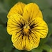Viola Tiger Eye Mix (viola Hybrida) 30 Flower Seeds - Etsy