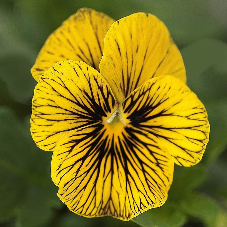 Viola Tiger Eye Mix (viola Hybrida) 30 Flower Seeds - Etsy