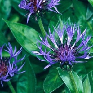 Centaurea Montana mountain Bluet/perennial Corn Flower 15 Flower Seeds ...