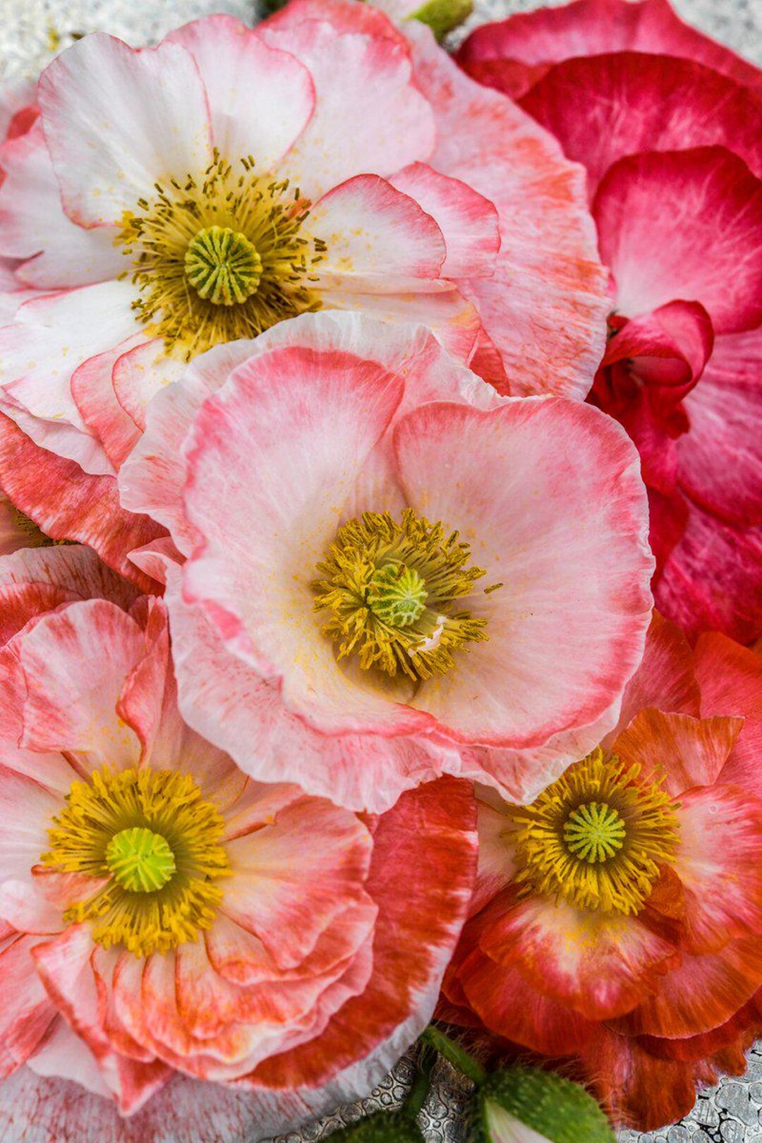 Poppy Falling in Love (shirley Poppy) 50 Flower Seeds - Etsy