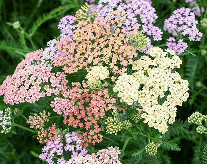 Achillea Colorado yarrow Achillea Millefolium 50 Flower - Etsy