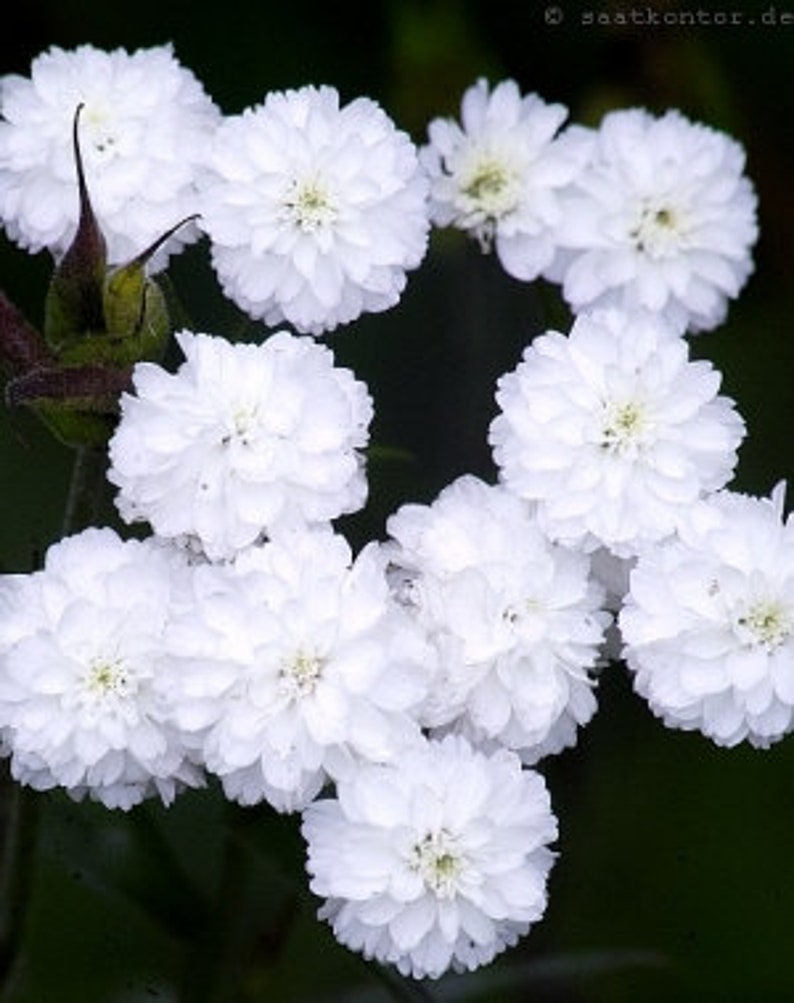 Achillea Double Diamond yarrow Achillea Ptarmica Noblessa - Etsy
