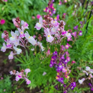 Linaria Fairy Bouquet (toadflax) 50 Flower Seeds - Etsy