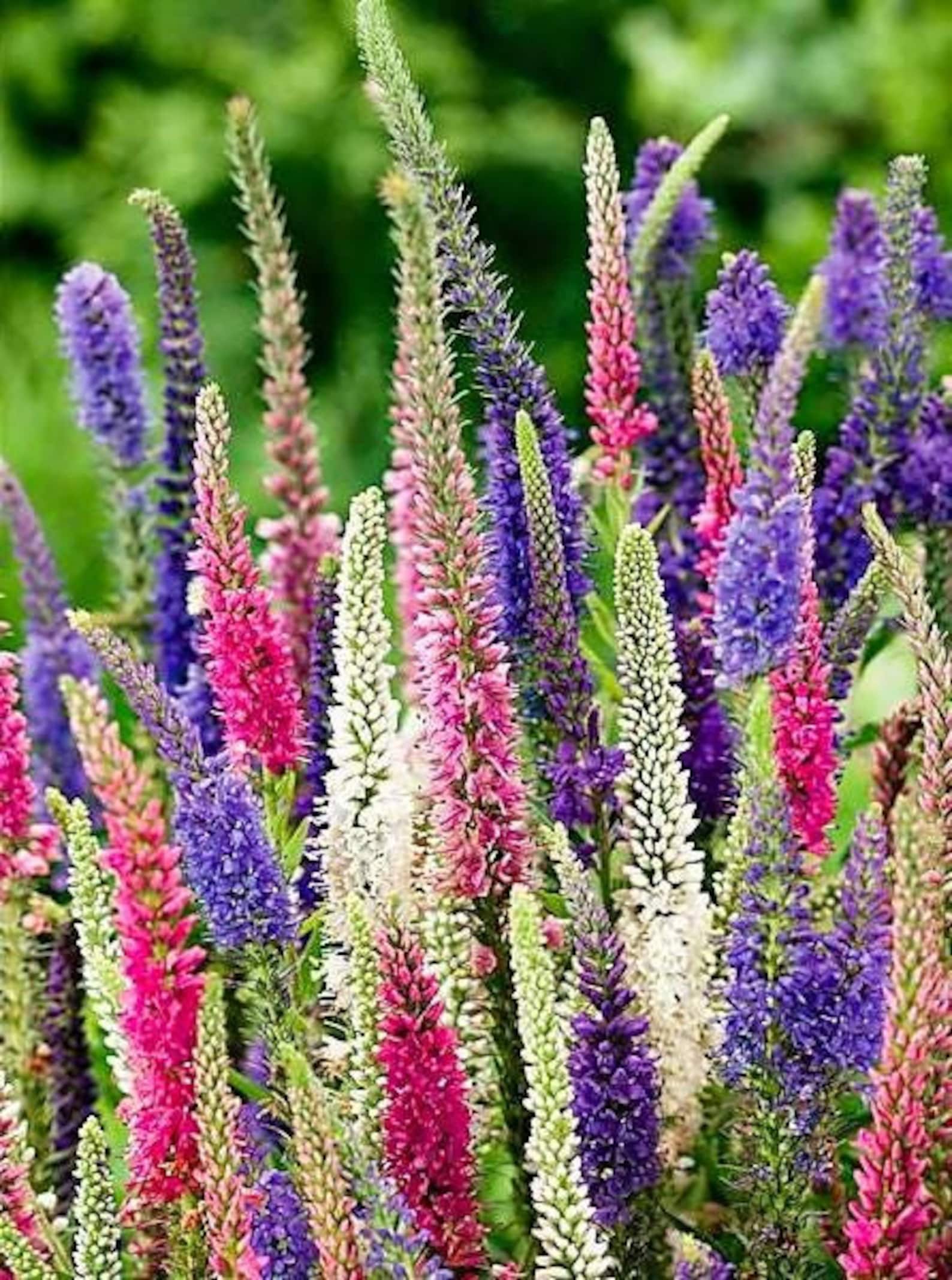 Veronica Spicata Sightseeing Mix (35 Flower Seeds) - Etsy