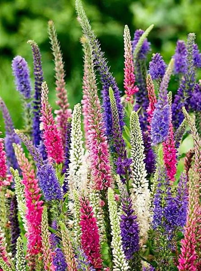 Veronica Spicata Sightseeing Mix (35 Flower Seeds) - Etsy