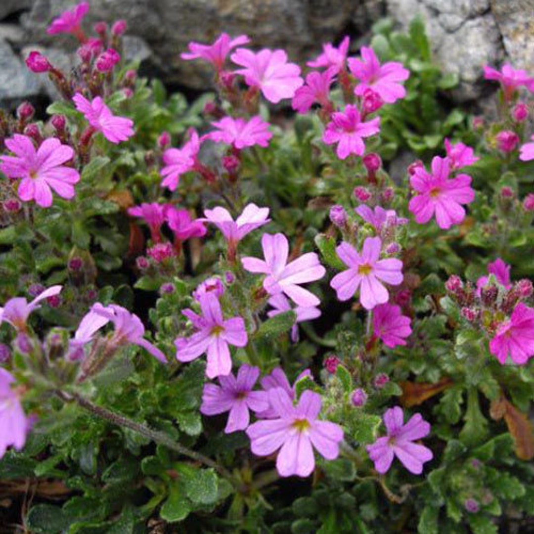 Erinus Alpinus Doctor Hahnle (alpine Balsam) 100 Flower Seeds - Etsy