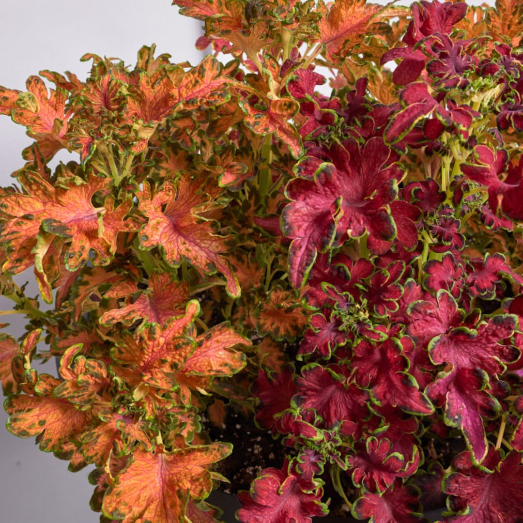 Coleus Colocha Sunset and Colocha Rose Mix 12 Seeds - Etsy