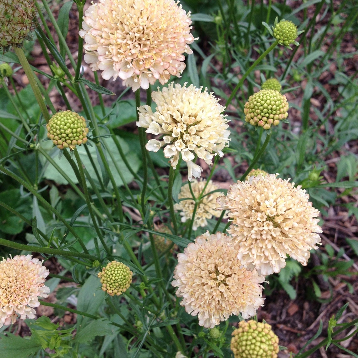 Scabiosa Fata Morgana (15 Flower Seeds) - Etsy