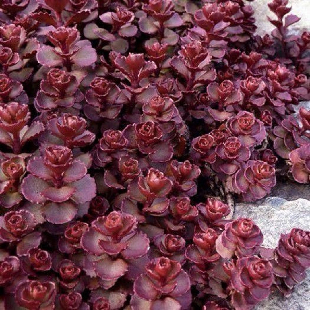 Sedum Purple Carpet (50 Stonecrop Seeds) - Etsy