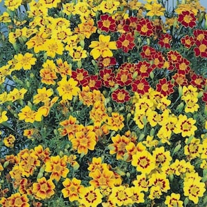 Marigold Gem Starfire Mix (50 Flower Seeds) - Etsy