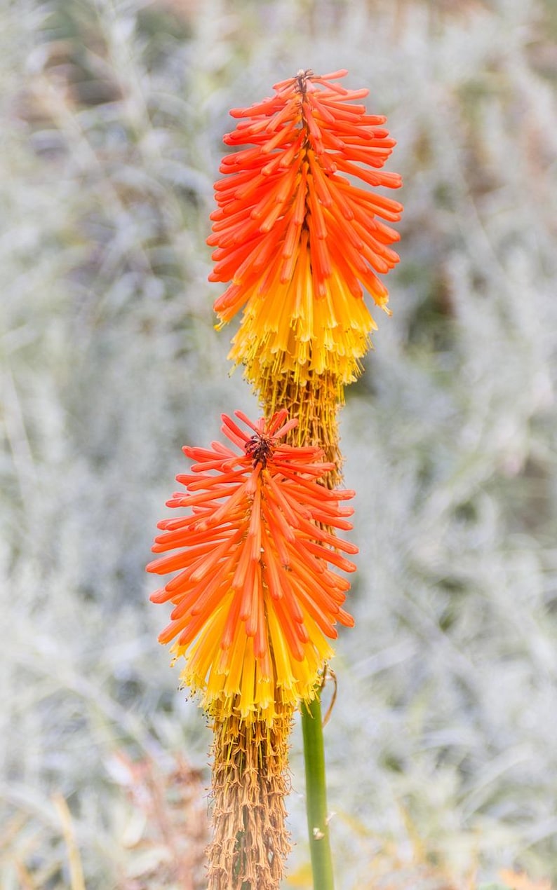 Kniphofia Triangularis (mandarin Poker; Dwarf Red Hot Poker) 15 Flower ...