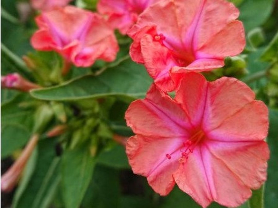 Four O’ Clock Salmon Sunset (mirabilis Jalapa) 20 Flower Seeds - Etsy