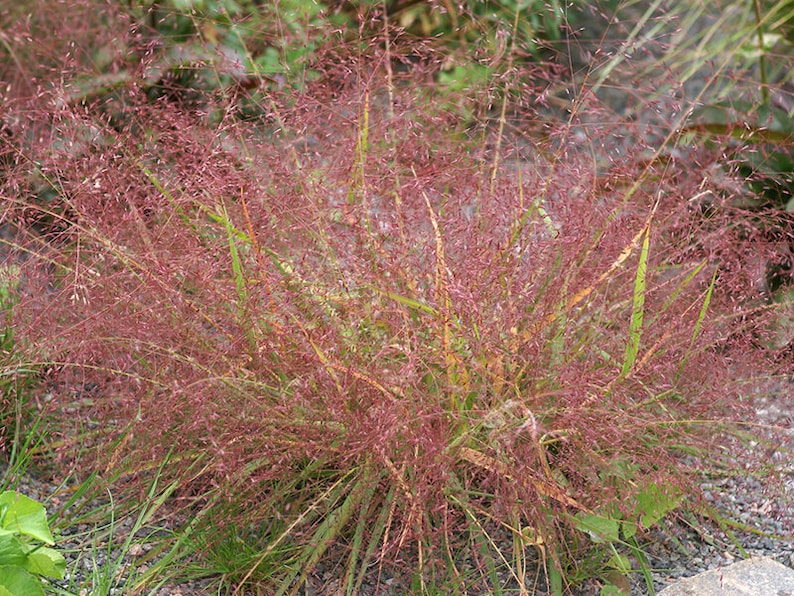 Purple Love Grass (eragrostis Spectabilis) 30 Ornamental Grass Seeds - Etsy