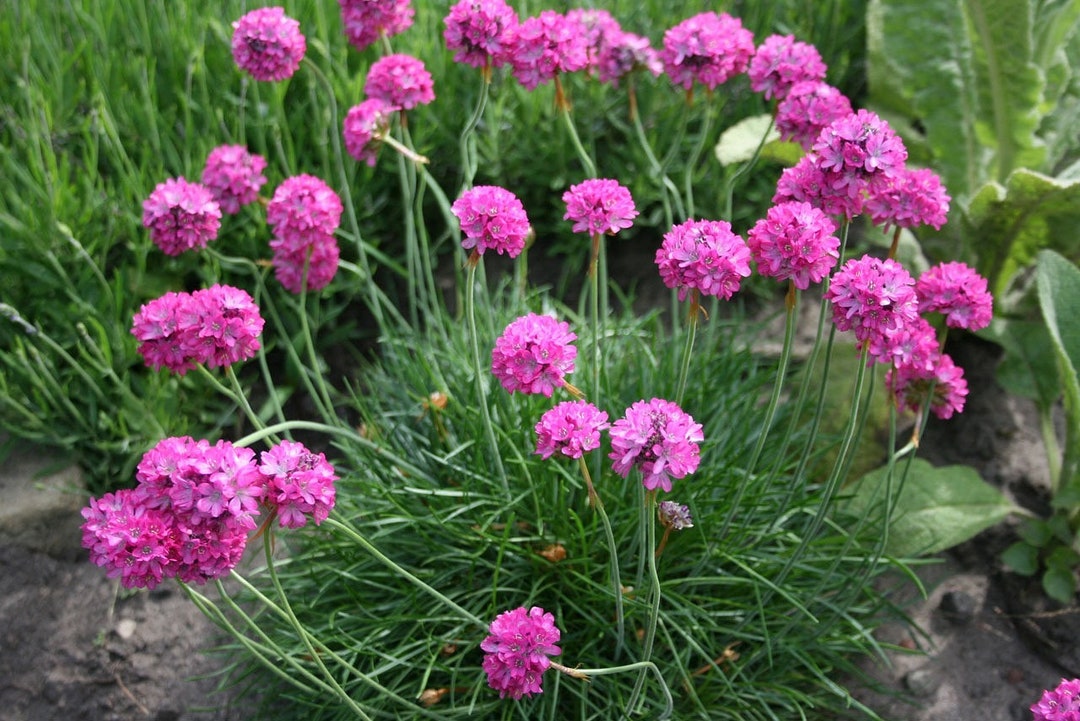 Armeria Maritima Splendens (sea Thrift or Sea Pink) 30 Flower Seeds - Etsy
