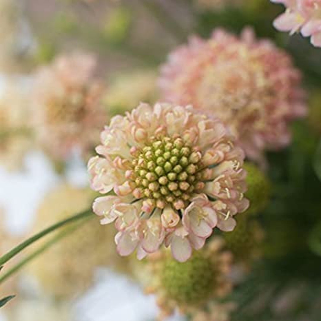Scabiosa Fata Morgana scabiosa Atropurpurea 10 Flower Seeds - Etsy