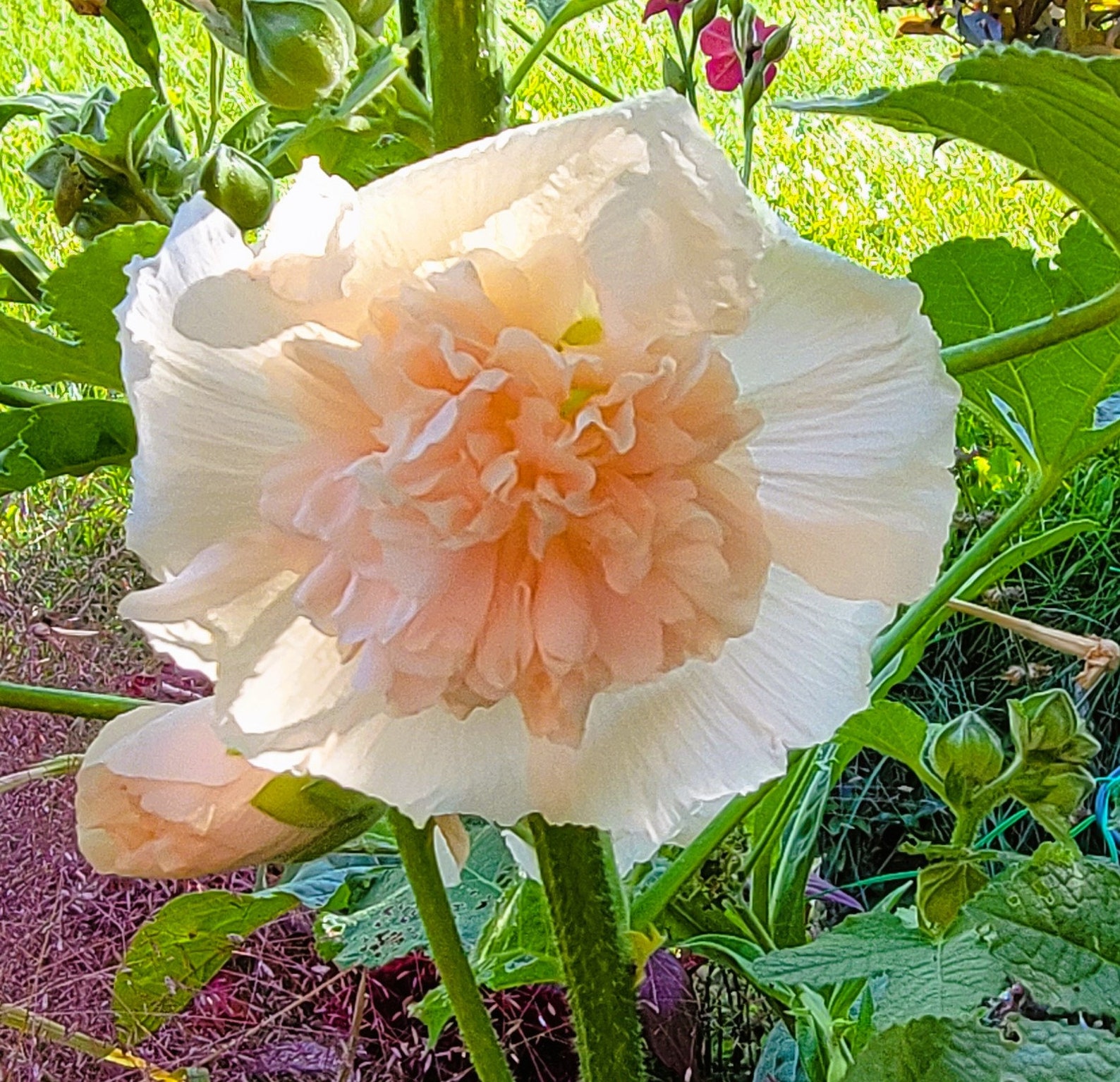 Alcea Rosea Majorette Double Champagne hollyhock 10 Flower - Etsy