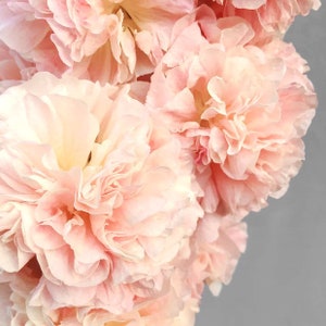 Alcea Rosea Chater’s Chamois (hollyhock) 10 Flower Seeds - Etsy