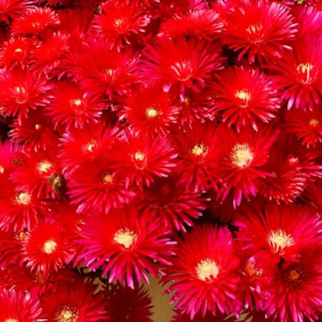 Ice Plant Gelato Bright Red (100 Flower Seeds) - Etsy
