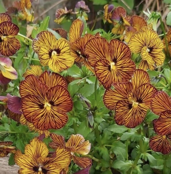 Viola Tiger Eye Mix (viola Hybrida) 30 Flower Seeds - Etsy
