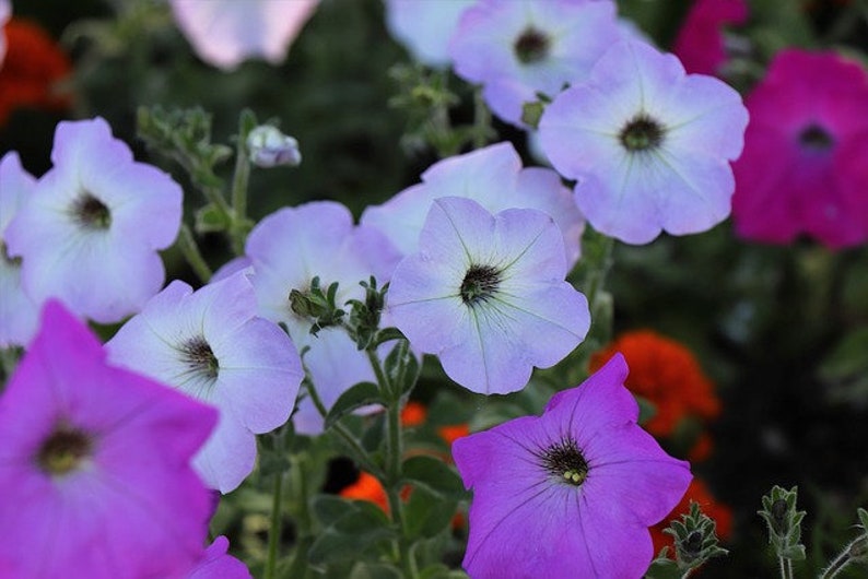 Petunia Old Fashioned Climbing (20 Flower Seeds) - Etsy