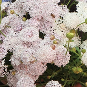 Lace Flower Mix (didiscus Caerulea ) 20 Flower Seeds - Etsy