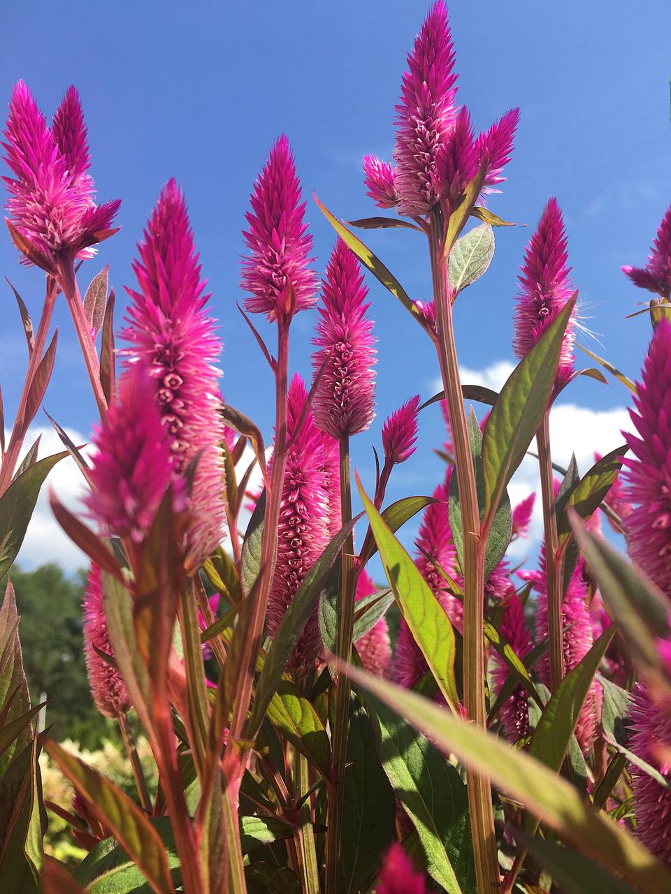 Celosia Flamingo Purple (50 Flower Seeds) - Etsy