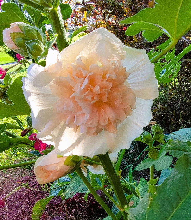 Alcea Rosea Majorette Double Champagne hollyhock 10 Flower - Etsy