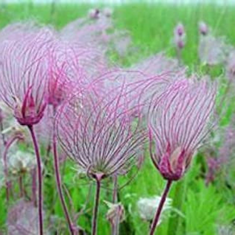 Prairie Smoke Flower - Etsy