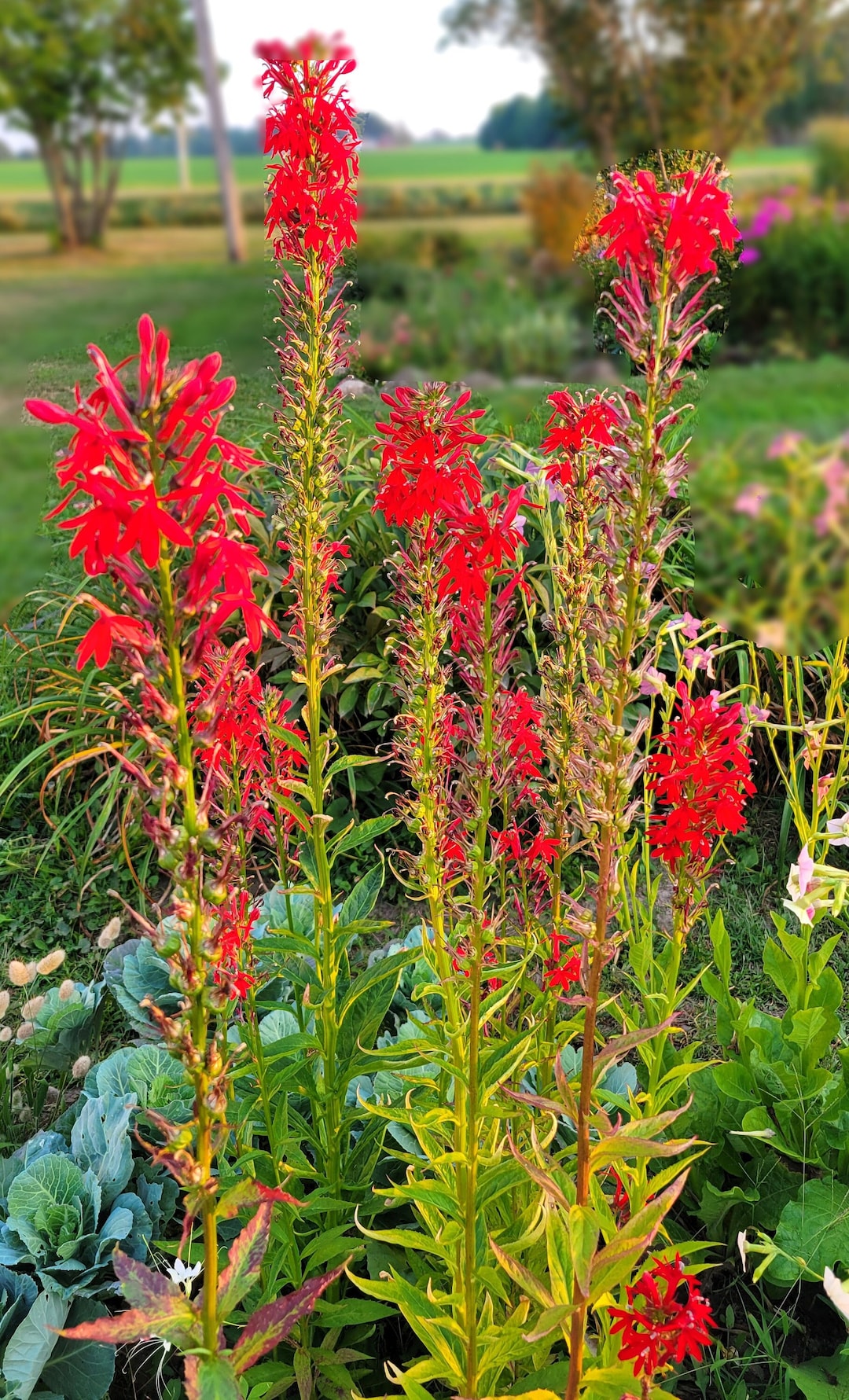 Lobelia Cardinalis Red Cardinal Flower (50 Flower Seeds) - Etsy