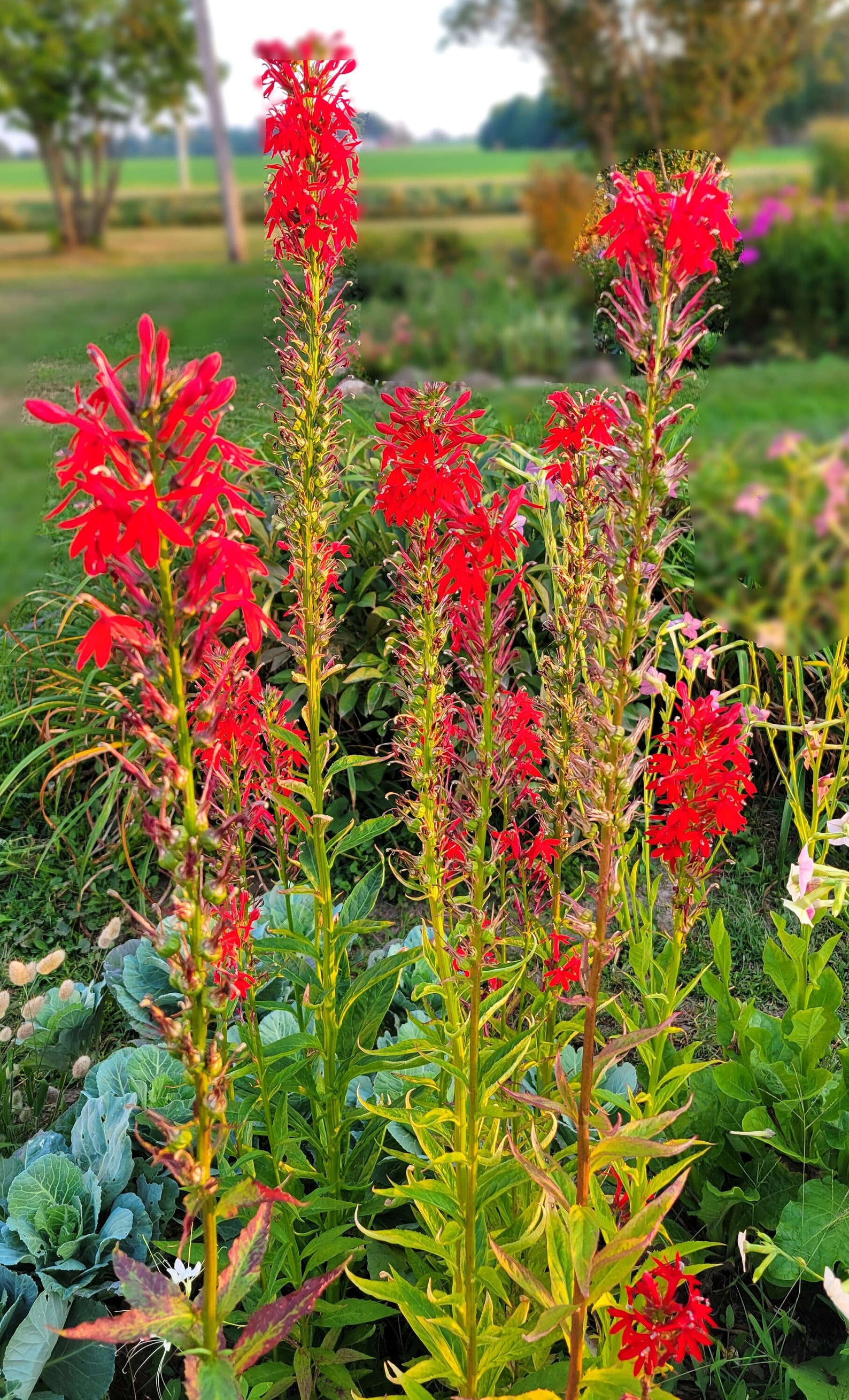 Lobelia Cardinalis Red Cardinal Flower (50 Flower Seeds) - Etsy