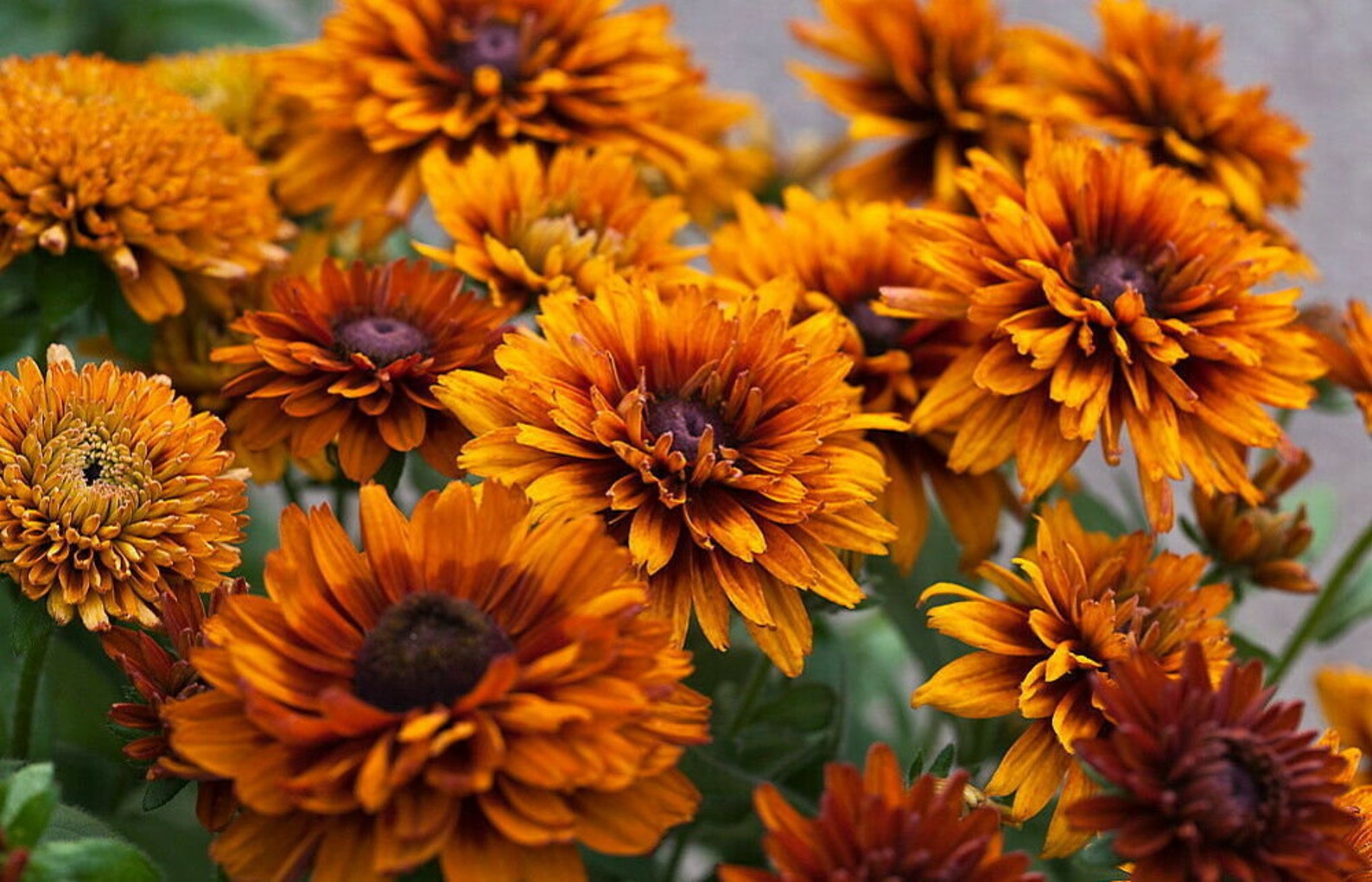 Rudbeckia Cherokee Sunset (15 Flower Seeds) - Etsy