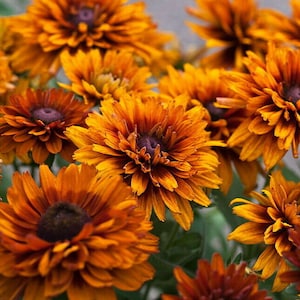 Rudbeckia Cherokee Sunset (15 Flower Seeds) - Etsy