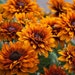 Rudbeckia Cherokee Sunset (15 Flower Seeds) - Etsy