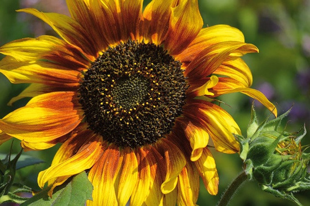 Sunflower Earthwalkert helianthus Annuus 15 Flower Seeds - Etsy