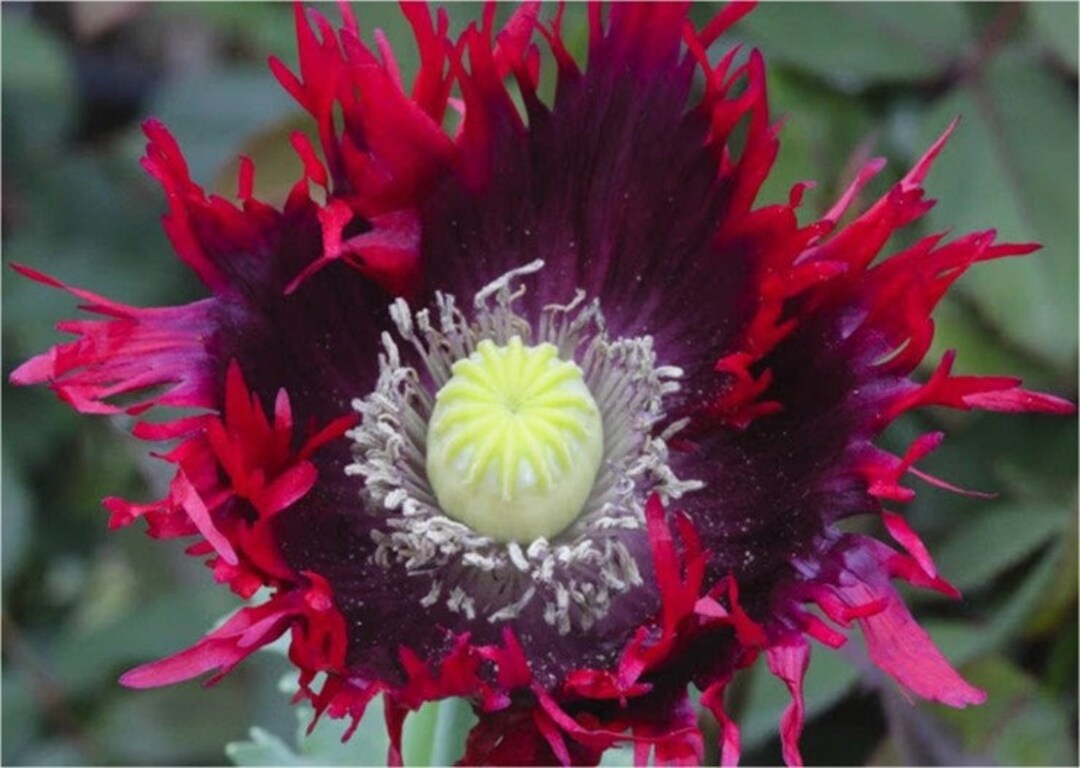 Poppy Drama Queen (breadseed Poppy) 25 Flower Seeds - Etsy
