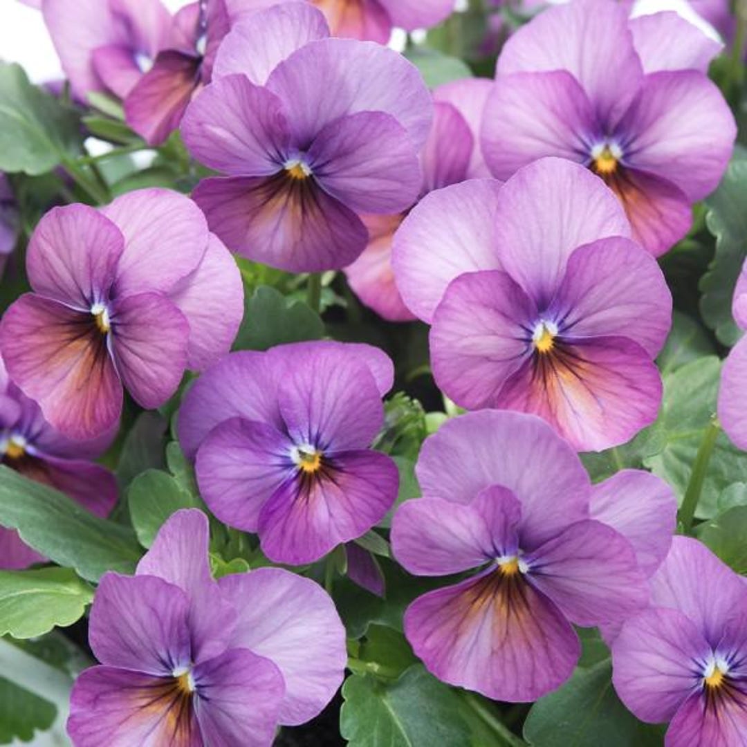 Viola Floral Power Plum Antique (10 Flower Seeds) - Etsy