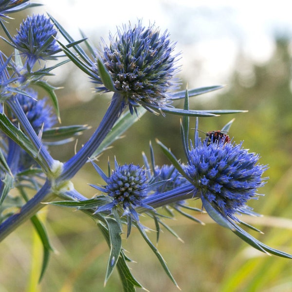 Sea Holly - Etsy